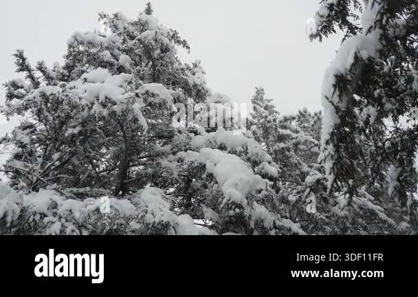 Snow-covered fir trees under heavy canopy. Winter storm in Serbia ...