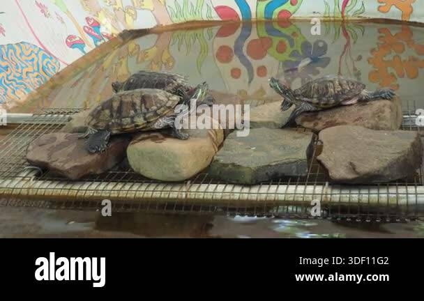 Red-eared slider or terrapin Trachemys scripta elegans is a subspecies ...