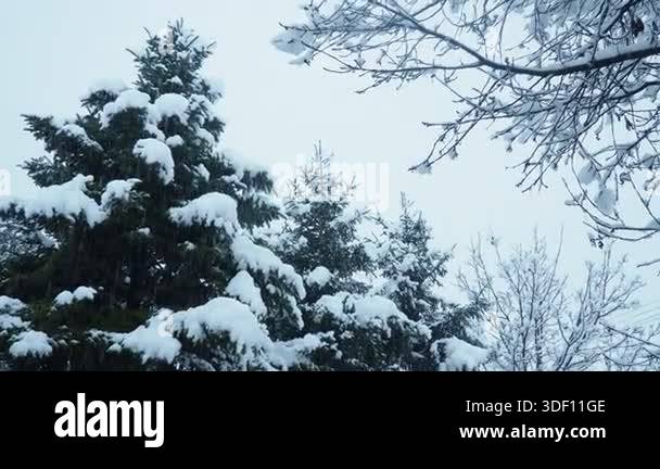 Snow-covered fir trees under heavy canopy. Winter storm in Serbia ...