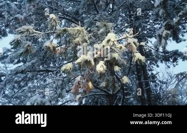 Snow-covered pine trees under heavy canopy. Winter storm in Serbia ...