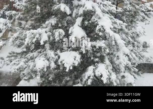 Snow-covered pine trees under heavy canopy. Winter storm in Serbia ...