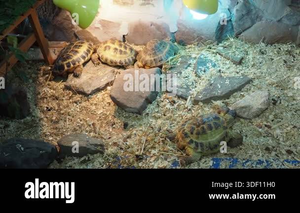 Russian Agrionemys steppe tortoise Testudo horsfieldii, Afghan or ...