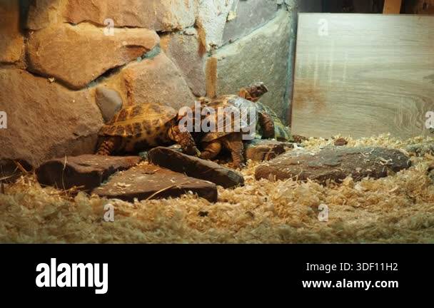 Russian Agrionemys steppe tortoise Testudo horsfieldii, Afghan or ...