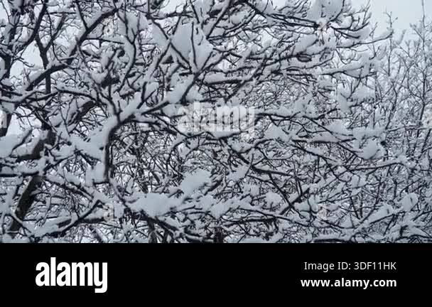 Snow-covered walnut trees. Heavy canopy. Winter storm. Climate change ...