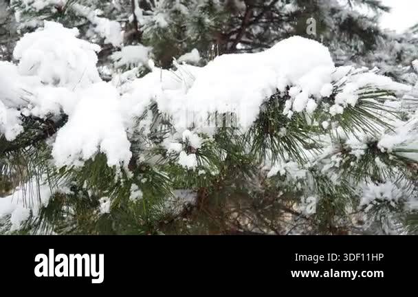 Snow-covered pine trees under heavy canopy. Winter storm in Serbia ...