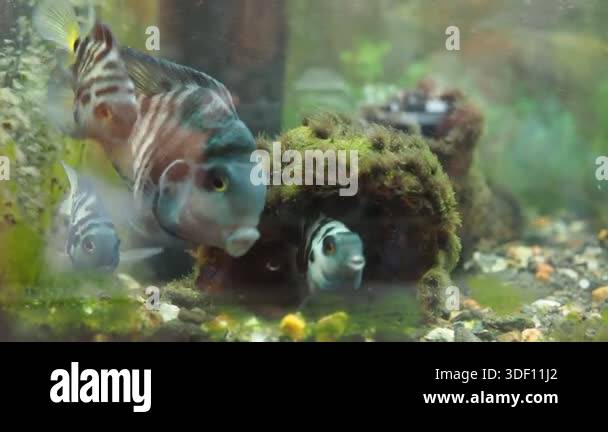 Black convict cichlid Amatitlania nigrofasciata is fish species from ...