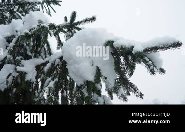 Snow-covered fir trees under heavy canopy. Winter storm in Serbia ...