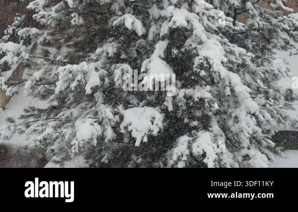 Snow-covered pine trees under heavy canopy. Winter storm in Serbia ...