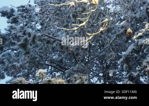 Snow-covered pine trees under heavy canopy. Winter storm in Serbia ...
