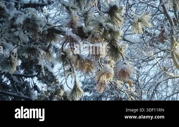 Snow-covered pine trees under heavy canopy. Winter storm in Serbia ...