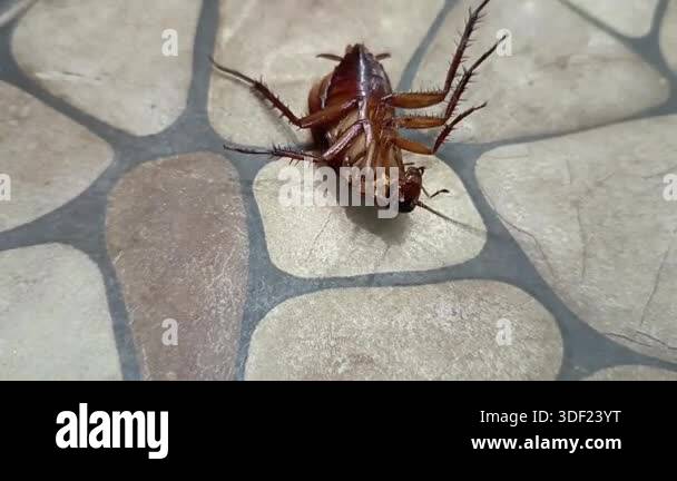 isolated dying cockroach in the floor. Dead Cockroach on Floor ...