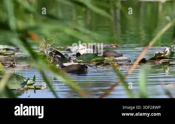A young coot (Fulica atra) floating on calm water among water lilies ...