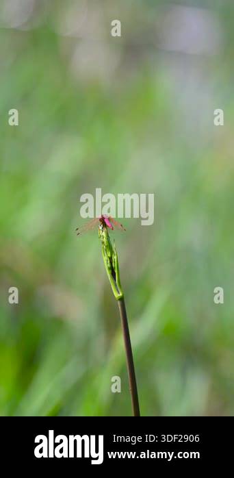 A bright red dragonfly (male) perched on a dark green plant stem. The ...