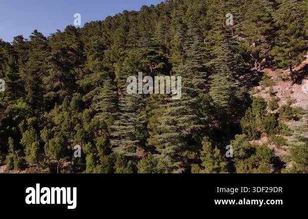 Aerial view of a lush coniferous forest on a steep mountain slope under ...