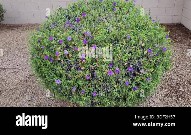 Winter blooming Texas Sage or Leucophyllum frutescens growing in ...