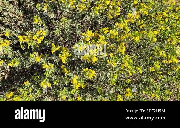 Natural background of flowering Australian native Senna Oligophylla or ...