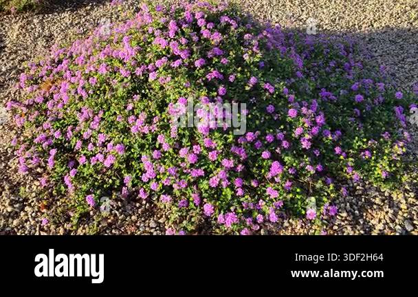 Blooming desert native Lantana Montevidensis or Trailing Lantana in ...