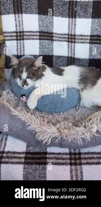 Vertical push in on a single domestic cat resting on a chair with a soft blue pillow, smooth ...