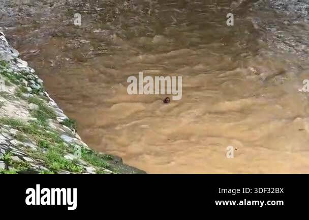 A serene post-rain stream scene in Malaysia, where clear freshwater ...