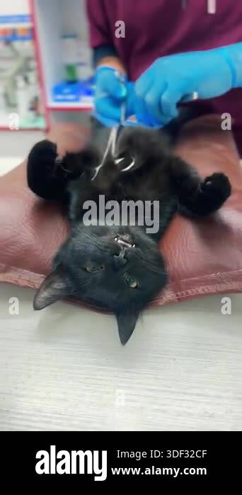 Veterinarian operates on a cat. Surgeons performing operation on cat on ...