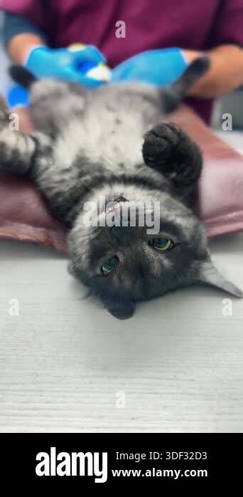 Veterinarian operates on a cat. Surgeons performing operation on cat on ...