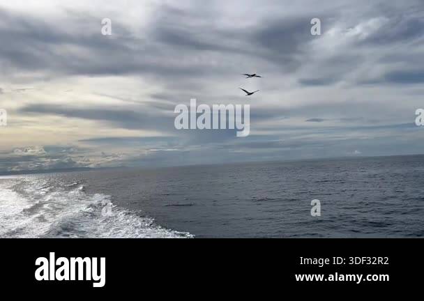 The gannet bird Sula leucogaster soars over the ocean in search of fish ...