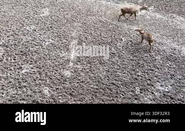 indian hog deer axis porcinus in muddy enclosure, wildlife conservation ...