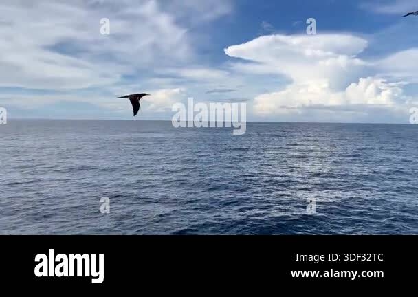 The gannet bird Sula leucogaster soars over the ocean in search of fish ...