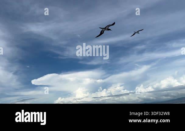 The gannet bird Sula leucogaster soars over the ocean in search of fish ...