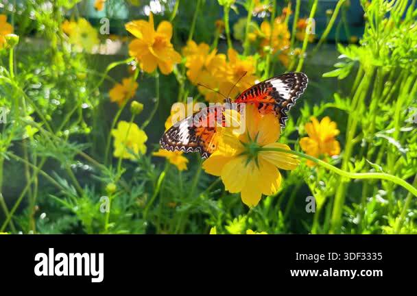 leopard lacewing butterfly cethosia biblis on yellow cosmos flowers in ...