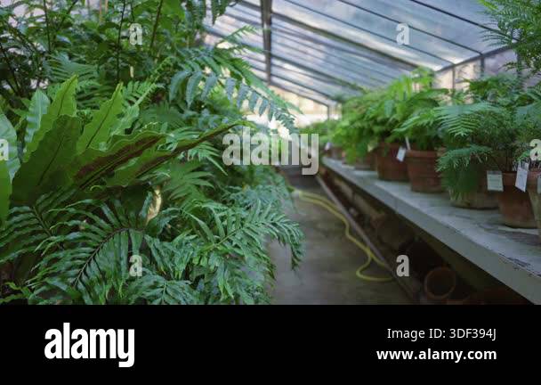 Greenhouse defocused background interior with rows of potted ferns and ...