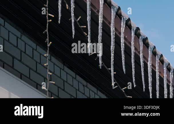 Long, clear icicles hang from a roof eave, dripping water as they melt ...