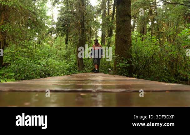 Tourist traversing wooden boardwalk through lush temperate rainforest ...