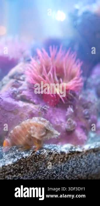 Pink sea anemone providing protective shelter for small fish, revealing ...