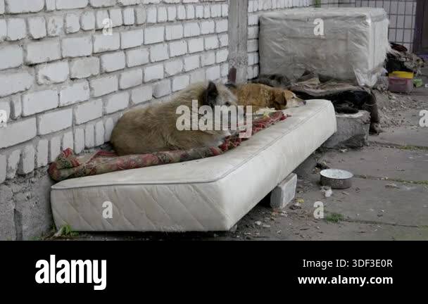 Two homeless stray dogs lie on a dirty, discarded mattress next to a ...