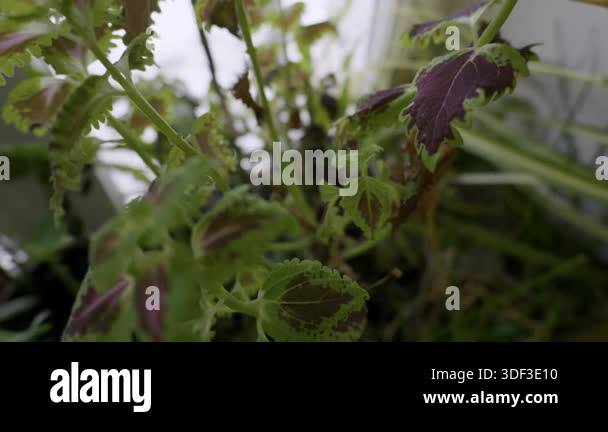 Coleus houseplant with variegated green and purple leaves shows signs ...