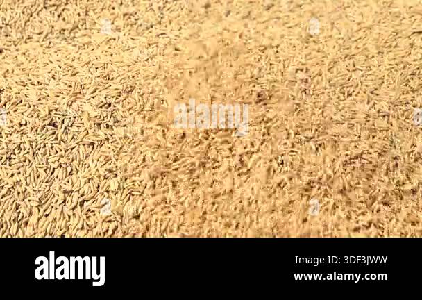 Paddy Rice, Unhusked Rice, a large amount of rice paddy spread out for ...