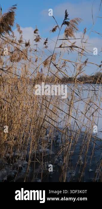 Frozen lake landscape with snow-covered ice, reeds, and winter ...