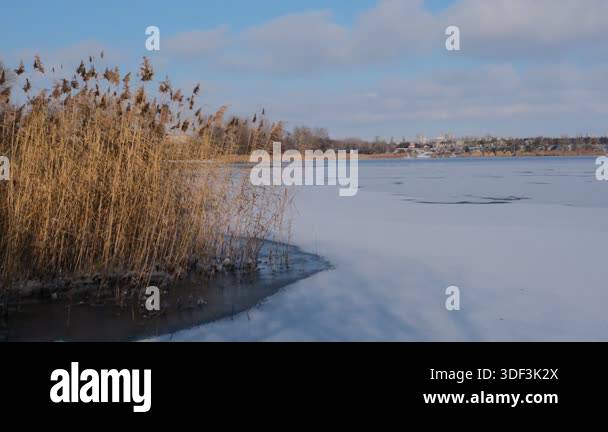 Frozen lake landscape with snow-covered ice, reeds, and winter ...