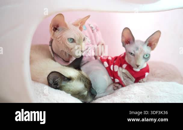 Close up portrait of a sphynx cat, a hairless cat resting on a soft pet ...