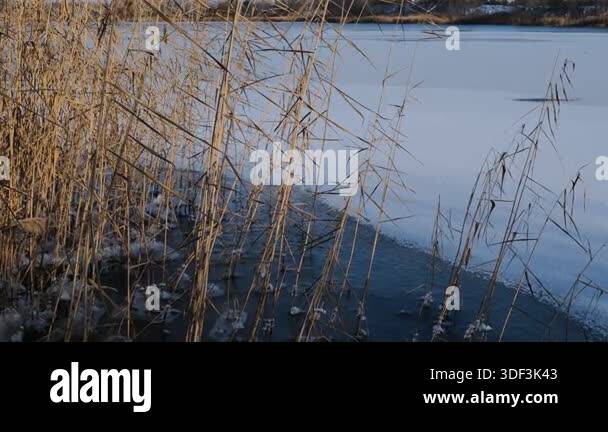 Frozen lake landscape with snow-covered ice, reeds, and winter ...