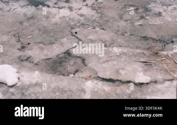 Frozen lake landscape with snow-covered ice, reeds, and winter ...