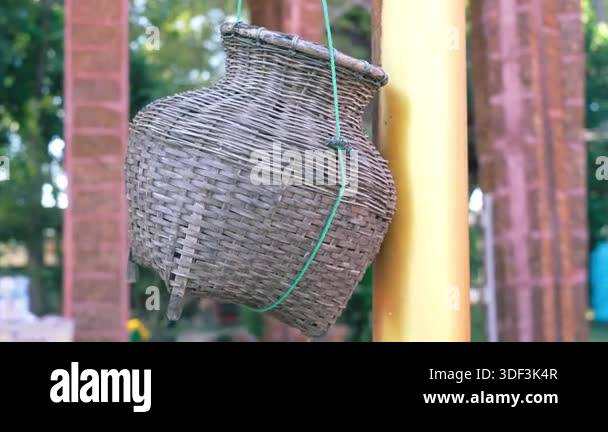 Traditional Fish Trap and Bamboo Fish Cage Northeastern Thailand Rural ...