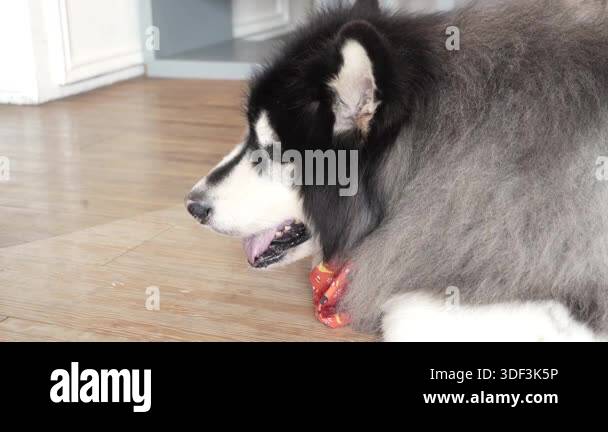 Close up portrait of an overweight Siberian Husky dog with black and ...