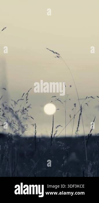 Soft Sunset Over Wild Grass Field, Peaceful Nature Scene with Gentle ...