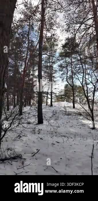 slow motion video. Sunlit winter pine forest with fresh snow, long tree ...