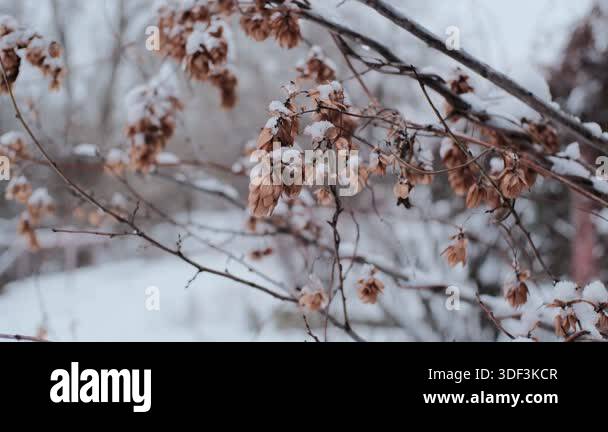 Dried plant branches with seed pods covered in fresh snow, winter ...