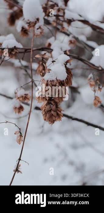 Dried plant branches with seed pods covered in fresh snow, winter ...