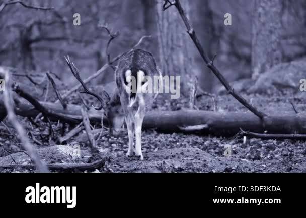 Cinematic Rear View of Wild Deer Walking Away in Dark Forest at Dusk ...