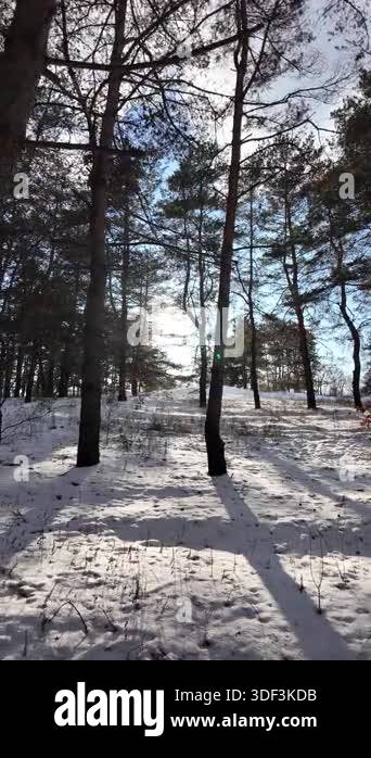 slow motion video. Sunlit winter pine forest with fresh snow, long tree ...